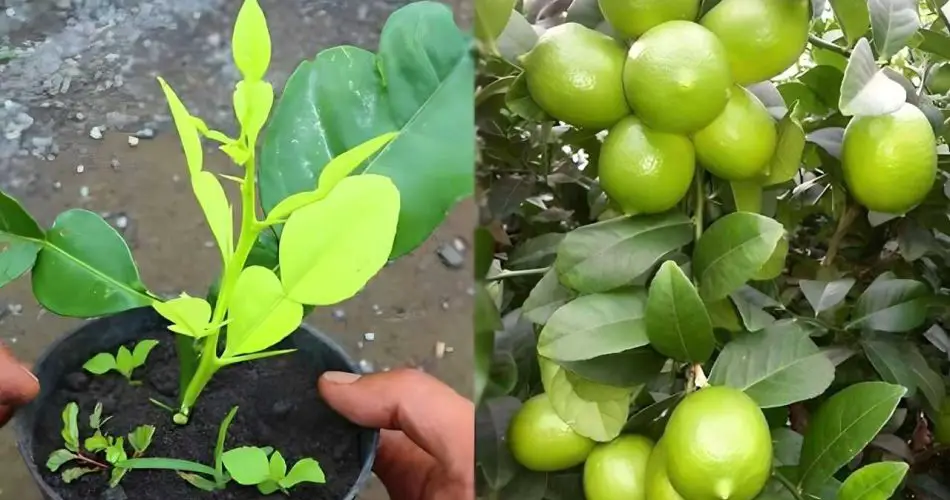 Farmers trick to grow lemon cuttings within 30 days – Garden Green Insights
