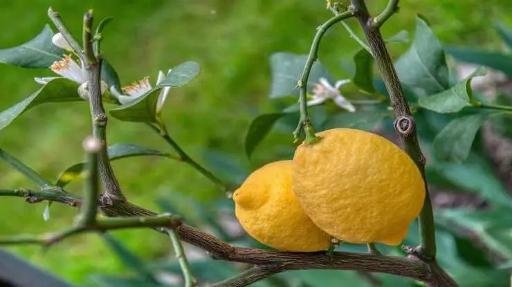 Farmers trick to grow lemon cuttings within 30 days – Garden Green Insights