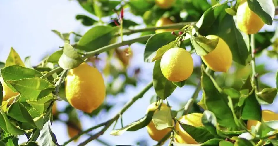 How to Grow a Lemon Tree from a Lemon Seed – Garden Green Insights
