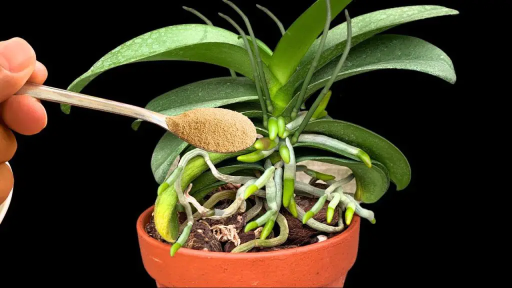 Awaken absorption! Orchids grow 10 times faster – Garden Green Insights