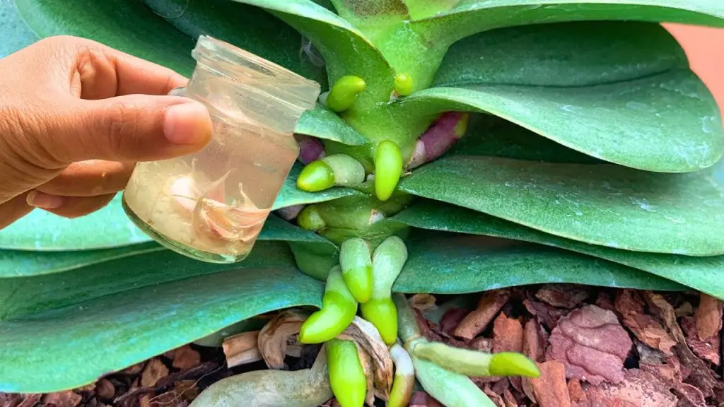 The old orchid suddenly took root and bloomed miraculously thanks to ...