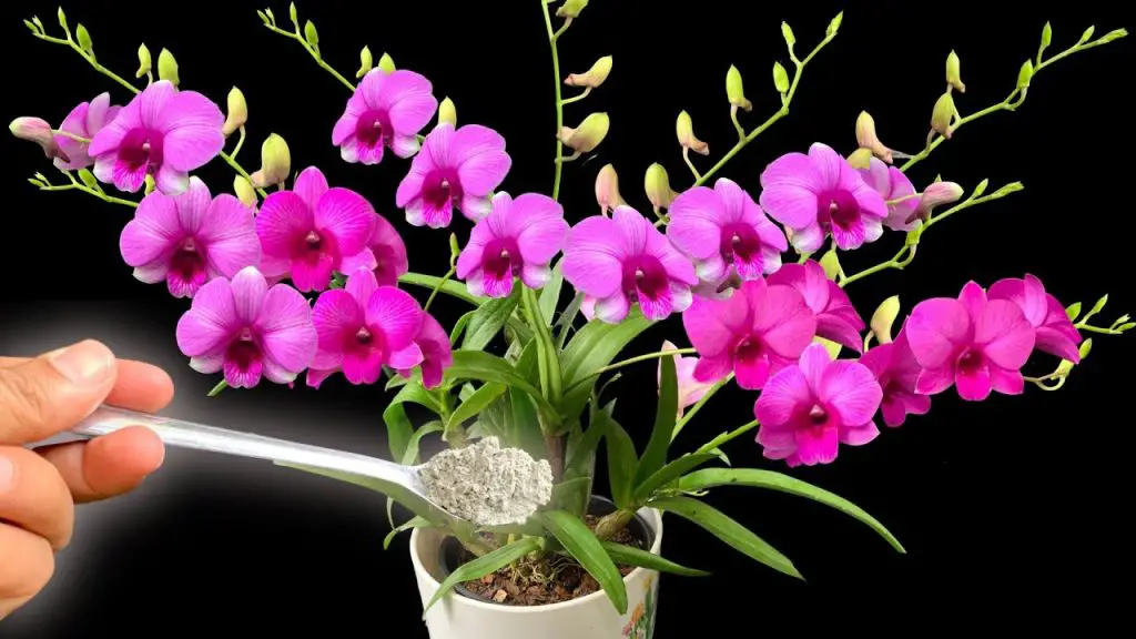 Sprinkle 1 spoon of this powder! Orchids grow continuously for a year ...