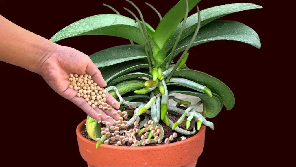 Sprinkle for 1 handful of seeds! Make sure each node grows a flower ...