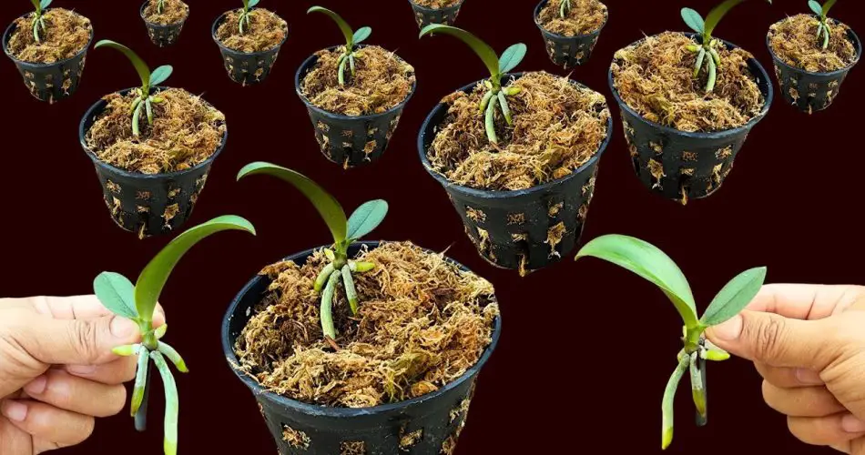 Replicating Orchids with Unique Method: Easier Than Ever Before – Garden Green Insights