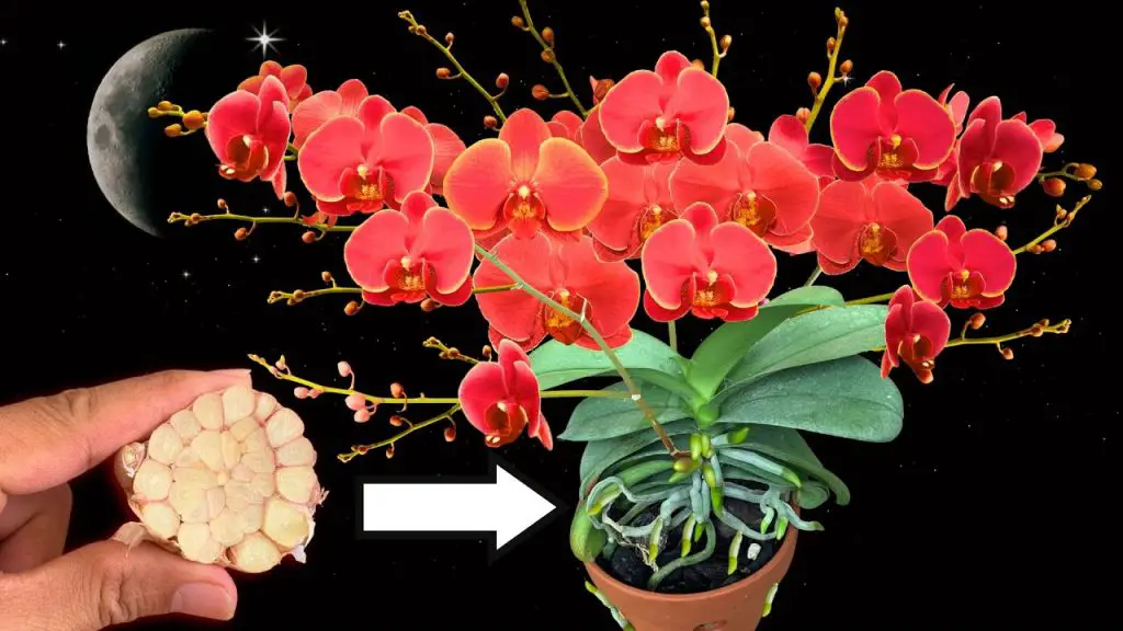 Blooming like never before: The magic fertilizer secret of a 90-year ...