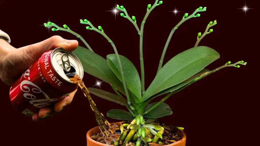 Few people know that Coca-Cola sparks endless flowers – Garden Green ...