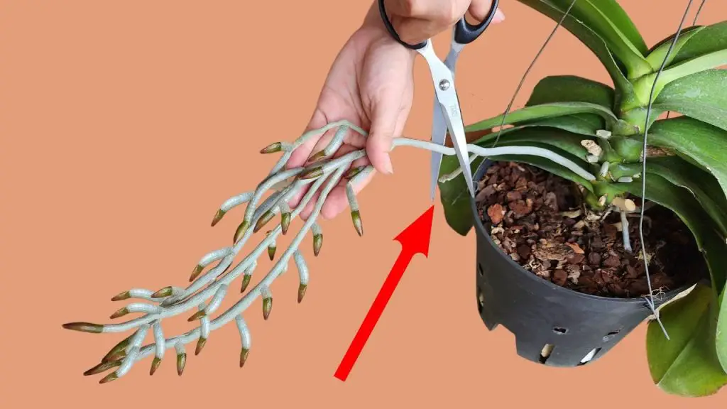 How to do this for aerial roots, spread suddenly many roots and bloom ...