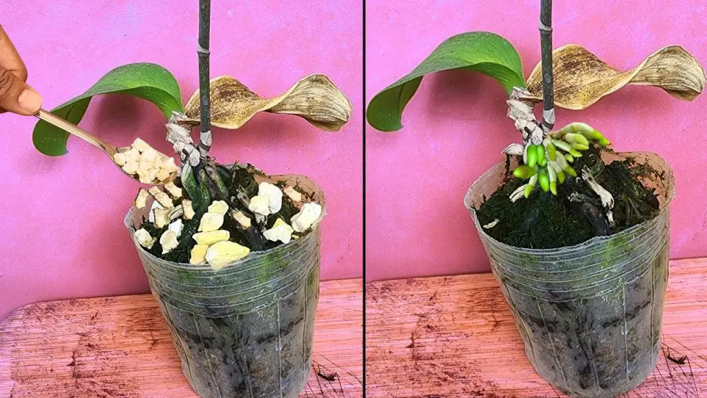 Sprinkle on a rotten orchid 1 teaspoon of this powder and suddenly the ...