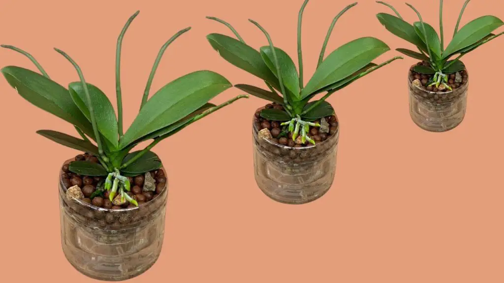 This strange way of planting makes the orchid grow quickly and bloom in ...