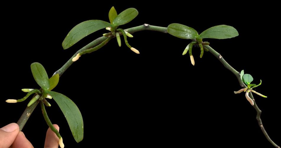 Learn how to make orchid seedlings at home easily – Garden Green Insights