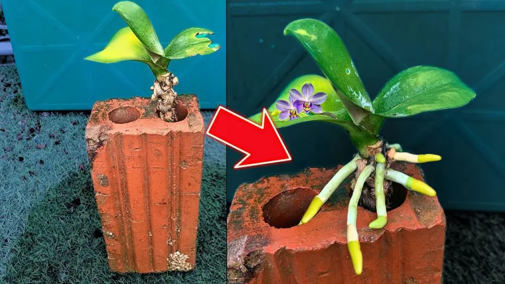 With just 1 clove of garlic, rootless orchids instantly take root like ...