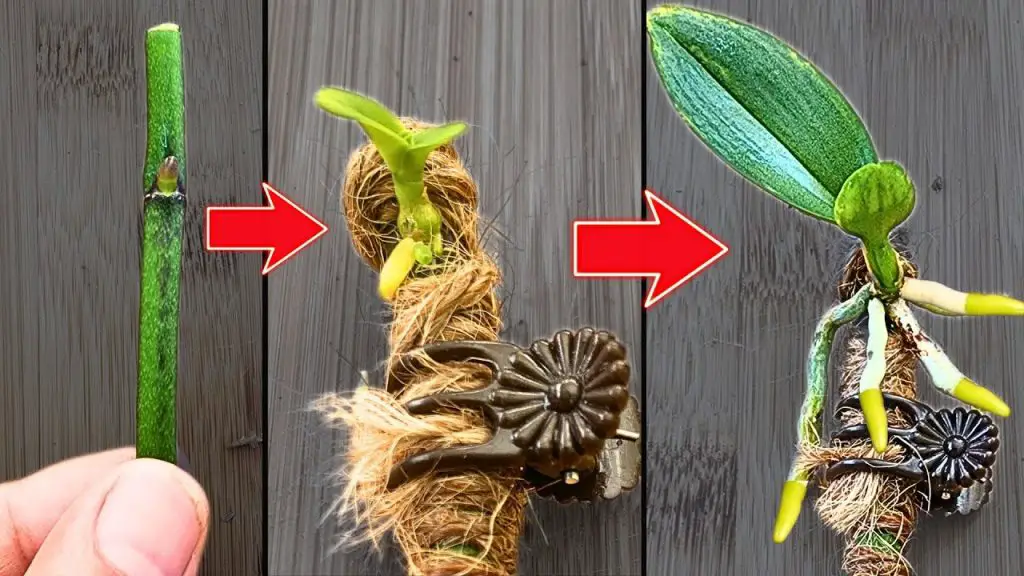 How to propagate orchids from flower branches faster than ever – Garden ...