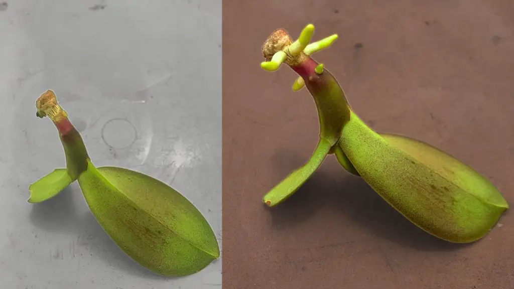 This Miracle Powder Makes Orchid Roots And Young Leaves Very Fast ...