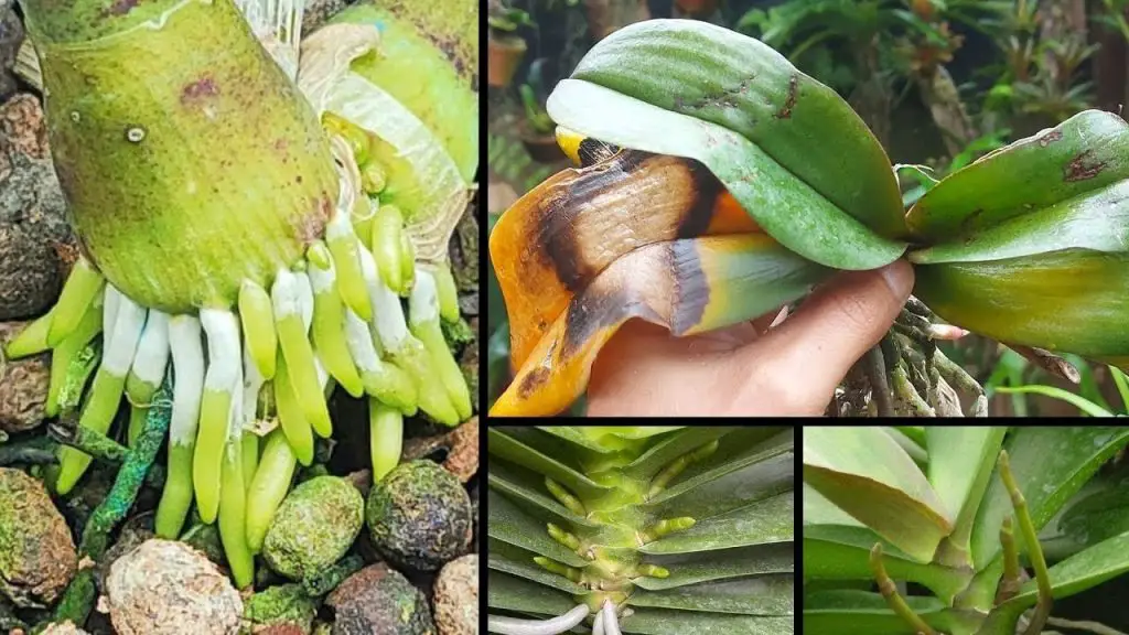 Natural bombs help restore sunburned yellow leaf orchids effectively ...