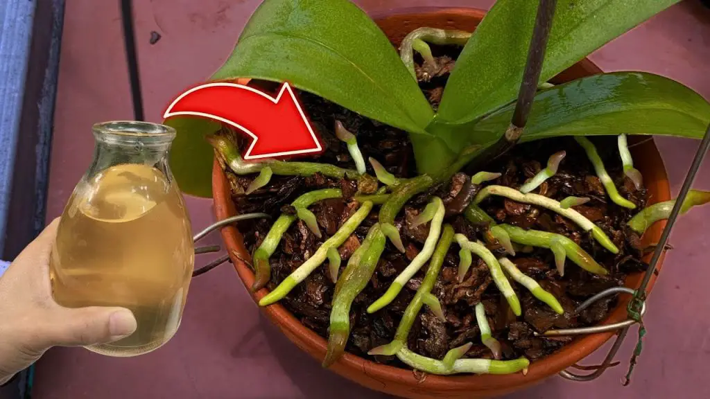 Only 1 cup of magic water, both roots and flowers bloom for 4 seasons ...