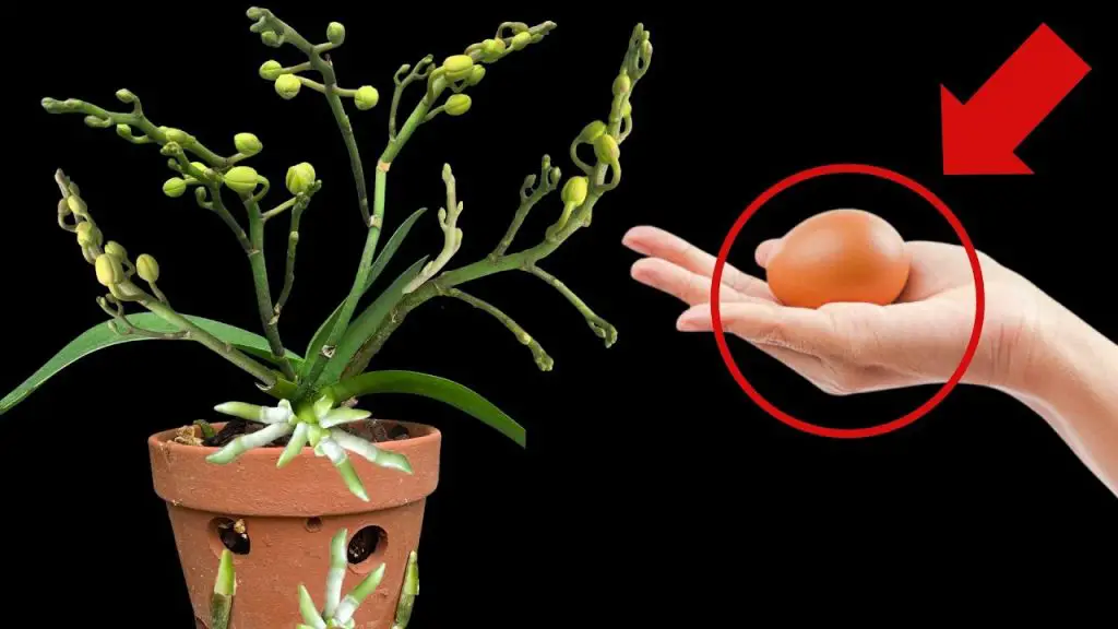 It’s magical Just one fruit for any orchid to bloom for 3 years ...