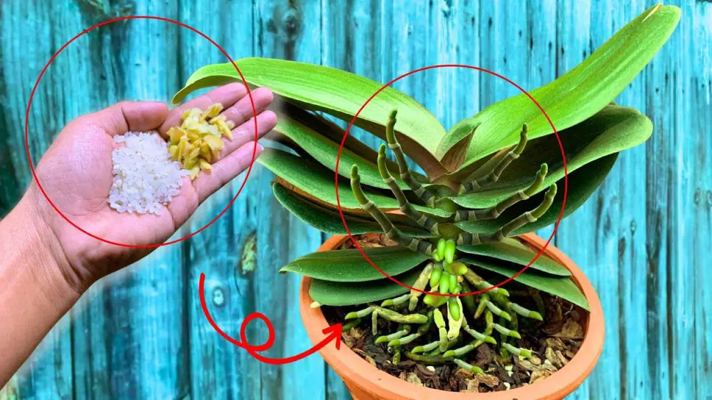 How surprising! Sprinkle once and the orchid will grow countless ...