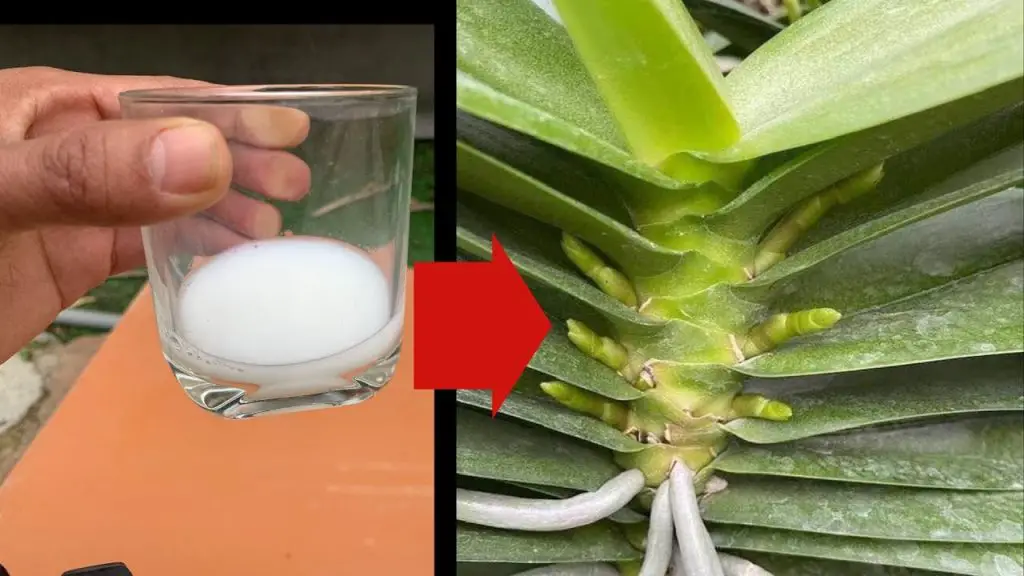 Magic Creates Many Super Giant Orchid Flowers – Garden Green Insights