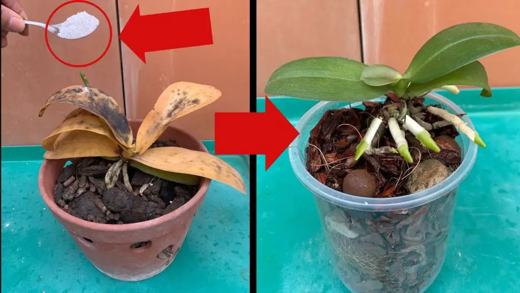 Few people know how to revive the magic rot orchid with just 1 spoon of ...