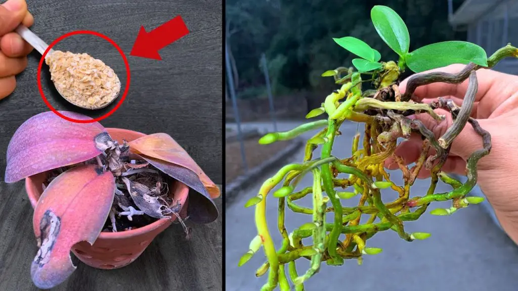 Spread this powder on the roots! The orchid immediately revived easily ...