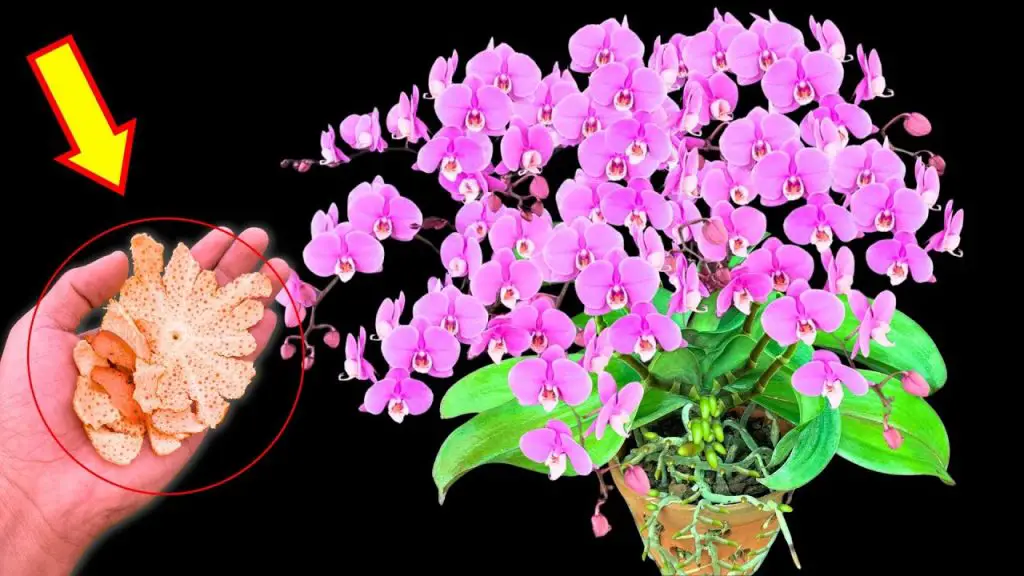 Placing it at the base of my orchid grows and blooms extremely quickly ...