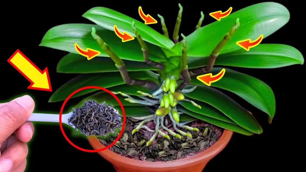 Few people know! It causes each orchid node to immediately bloom into ...