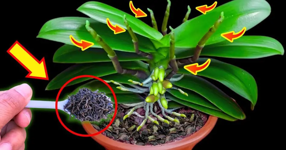 Few people know! It causes each orchid node to immediately bloom into ...