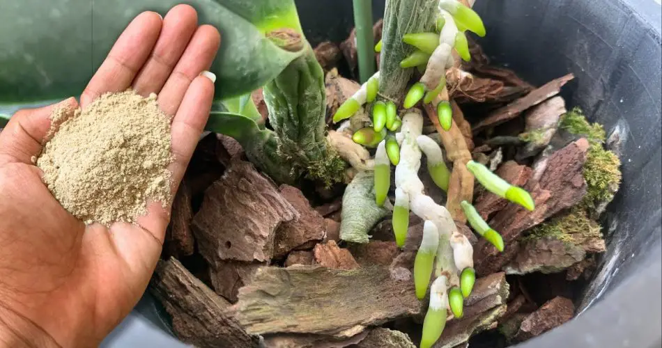 Just 1 teaspoon of this powder! Even the weakest orchids will magically ...