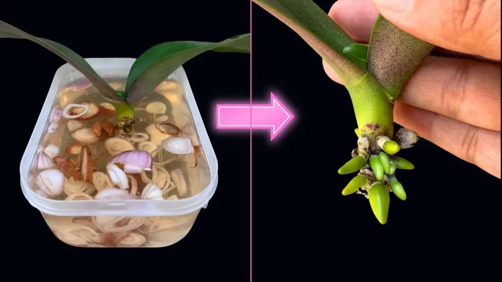 Revealing the magical secret that makes weak orchids take root quickly ...