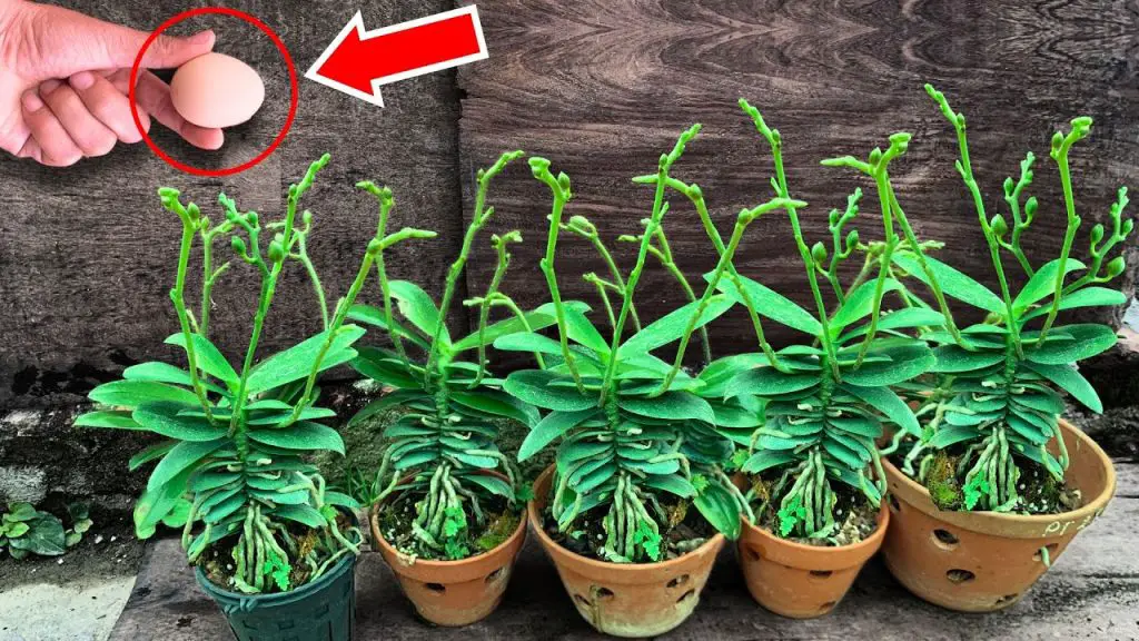 Only applies once! Orchids without flowers suddenly bloom non-stop all ...