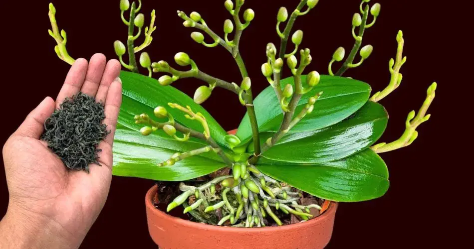 Just tried it once! Suddenly each orchid node bloomed many times more ...