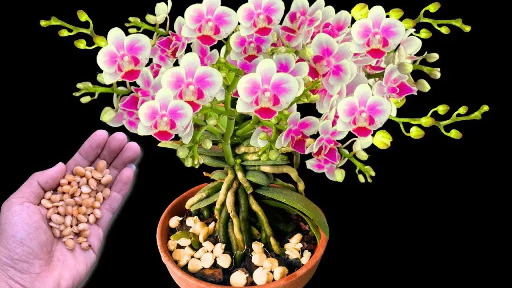 Just need this nut! The secret to helping orchids bloom a lot and never have root rot – Garden ...