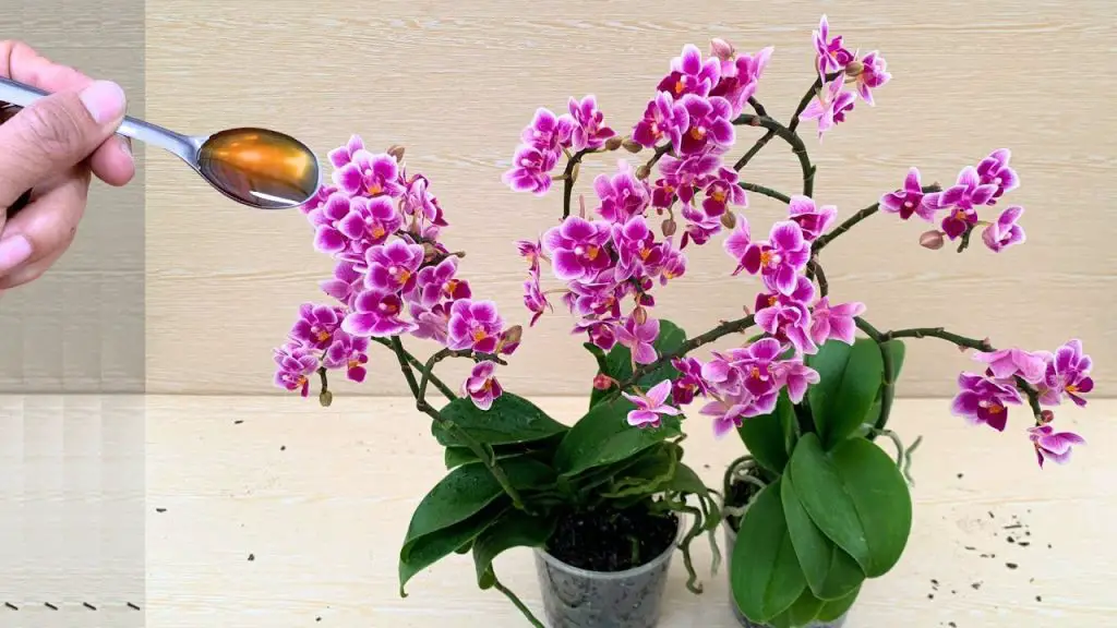 Pour 1 spoon onto the root! The weak orchid suddenly bloomed with 500 ...