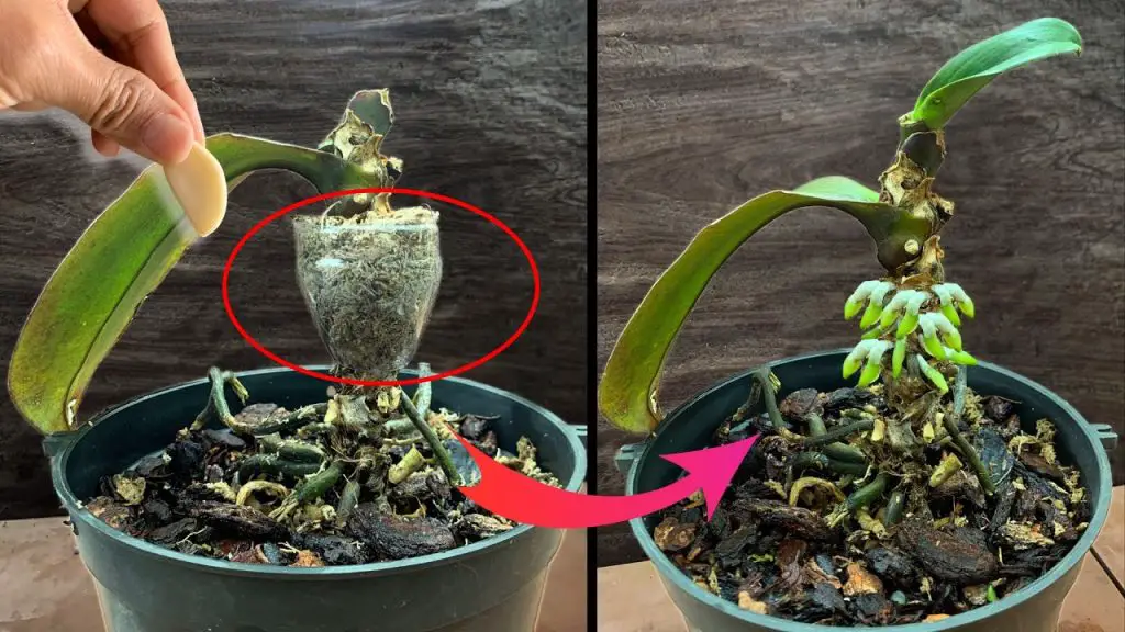 Garlic! The old orchid suddenly became young again and bloomed for 5 ...
