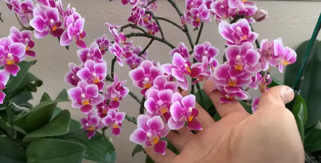 Just sprinkle once! Suddenly each orchid node bloomed 999 times more ...