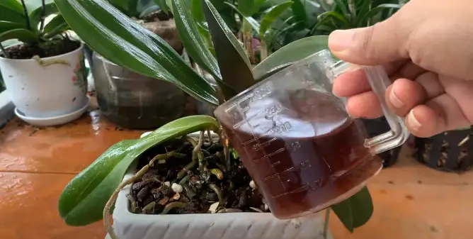 Just sprinkle once! Suddenly each orchid node bloomed 999 times more ...