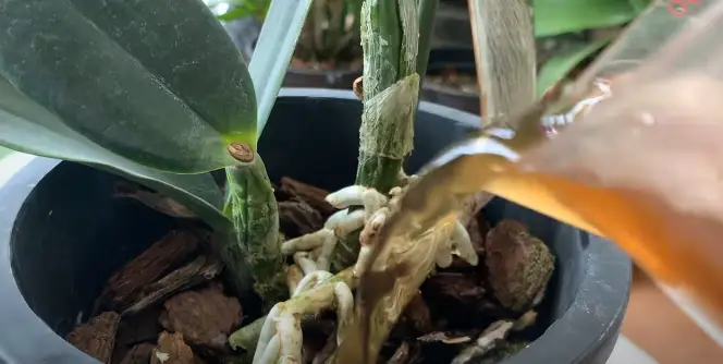 Just sprinkle once! Suddenly each orchid node bloomed 999 times more ...