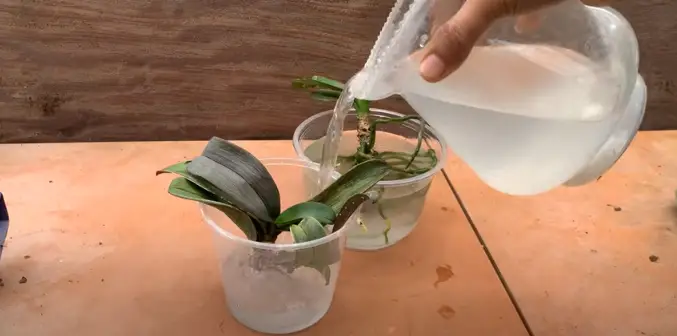 How to grow orchids without watering helps orchids easily bloom all year round. – Garden Green ...
