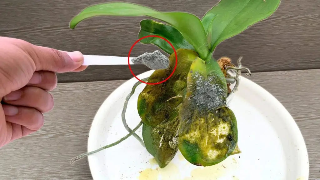 Few people think! Cement makes orchids never rot and blooms all year ...