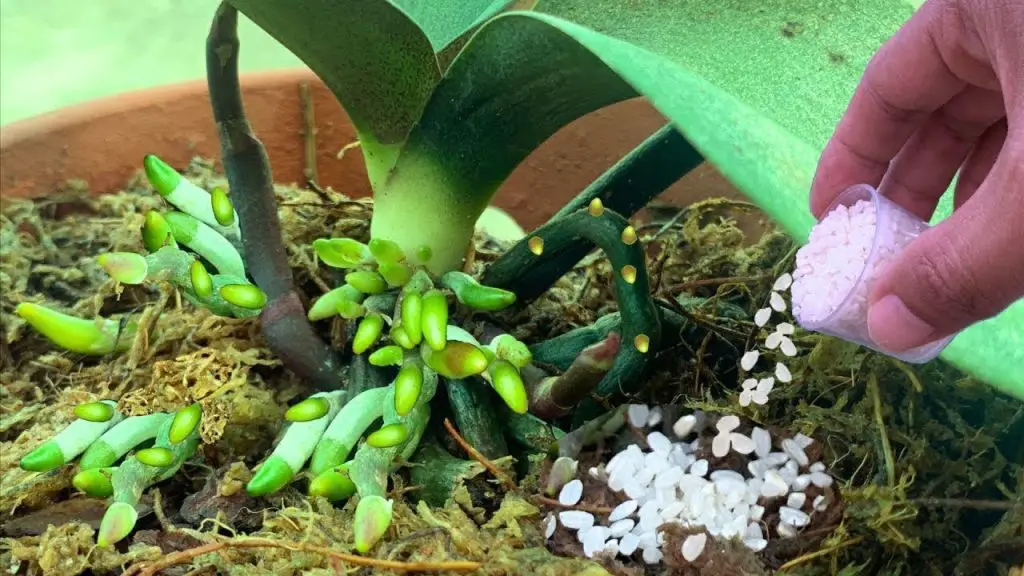 It’s just rice! The orchid immediately grew many roots and grew faster ...