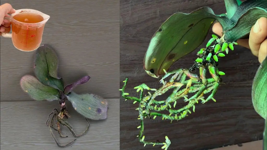 Magical water causes orchid roots to grow instantly and bloom ...