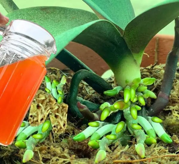 Magic tip! Orchids shoot 200 times faster very easily – Garden Green ...