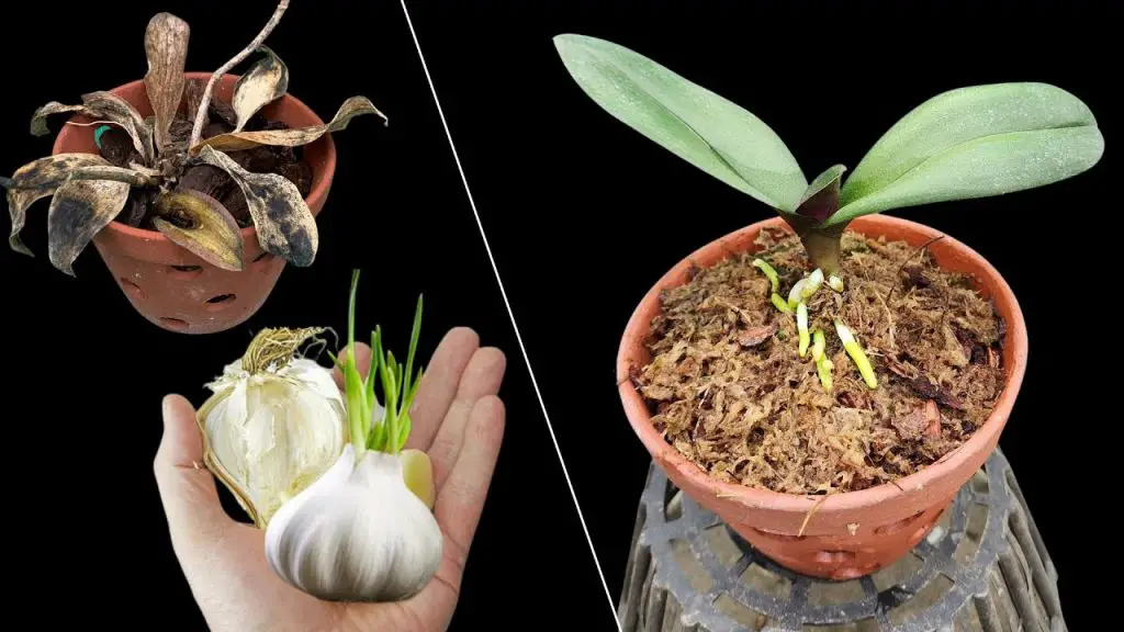 Few people know that garlic sprouts help orchids recover faster than ...