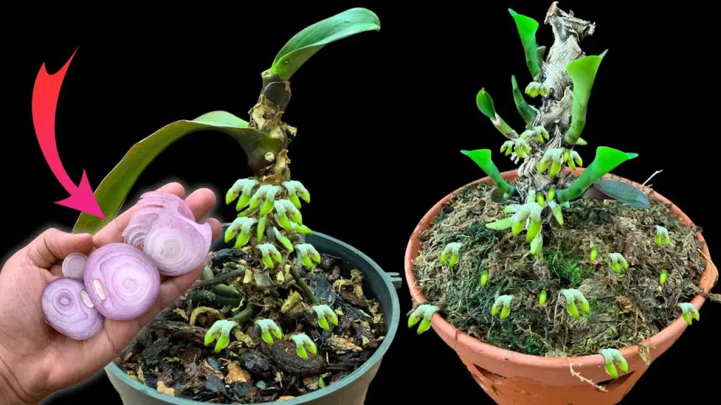 Just a few thin slices! Orchid roots immediately grow as fast as a ...