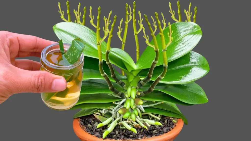 Making Orchids Bloom Throughout All Seasons Has Never Been Easier with ...