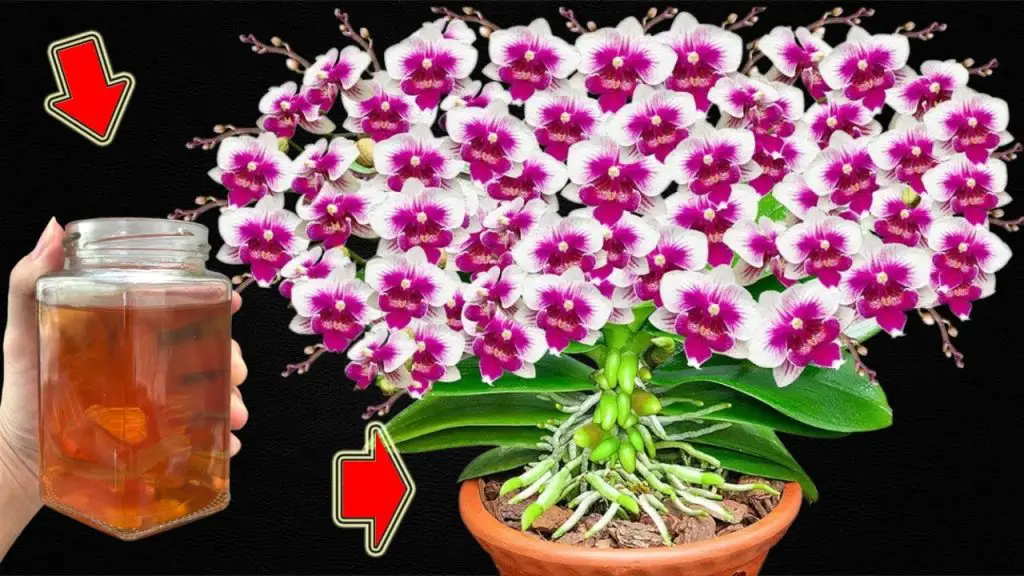1 Cup Per Week! Flowerless Orchids Bloom Non-Stop All Year Long ...