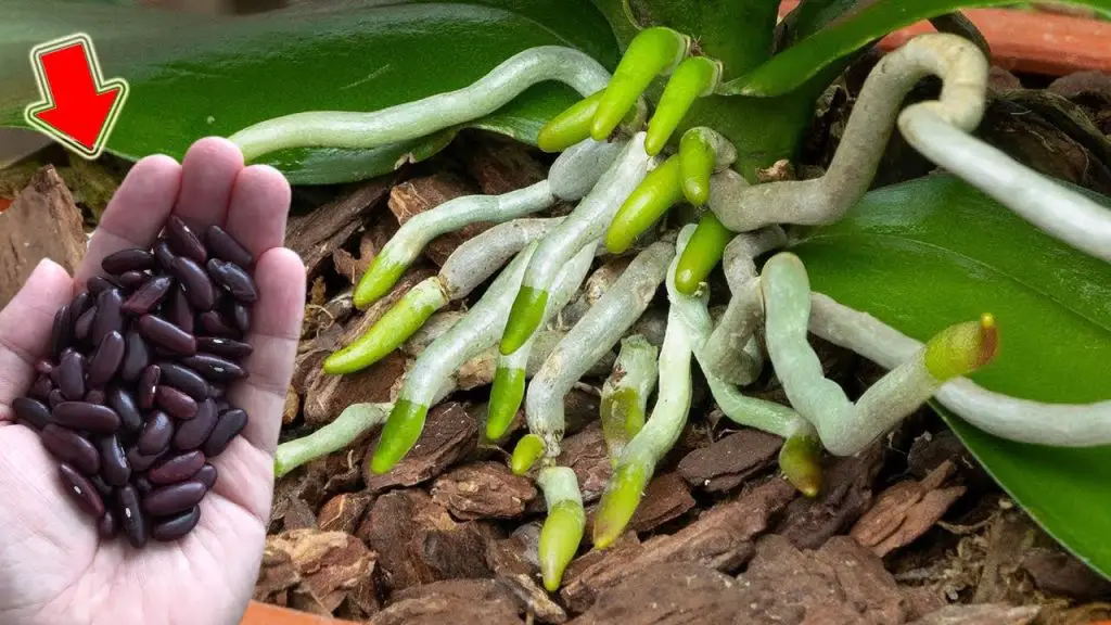 This Causes the Roots and Orchids to Bloom Throughout the Four Seasons ...