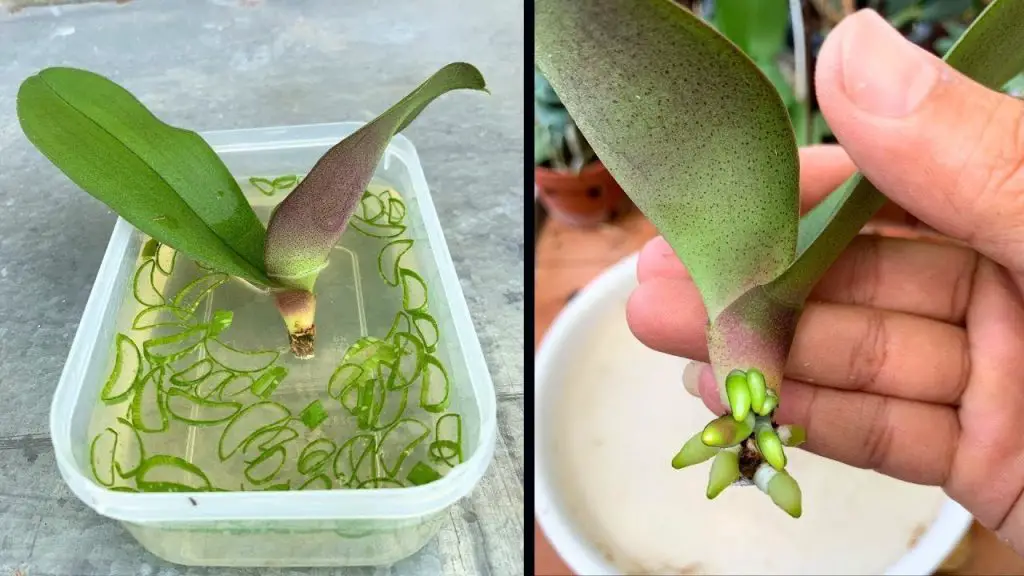 Great skills! Even withered orchids shoot out countless roots – Garden ...