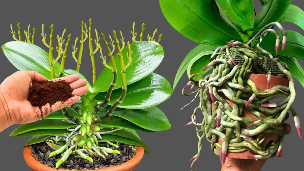 Just Use These 3 Ingredients and Your Orchid Will Grow 500% Faster ...
