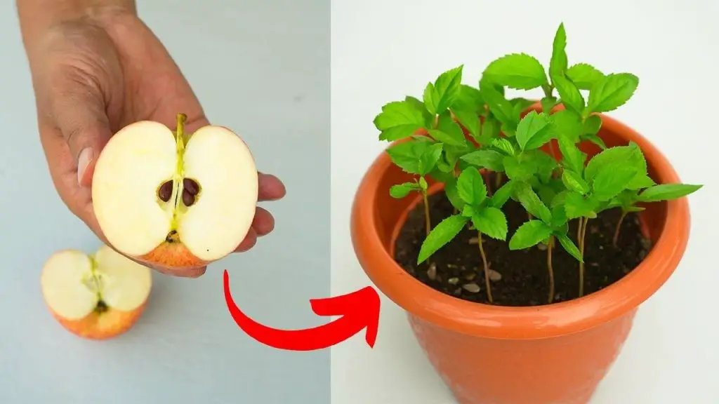 How to Grow an Apple Tree from Seeds at Home: You Will Get the Desired ...